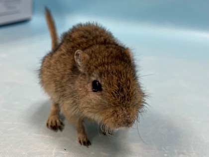 Levi, Male Gerbil, | Animal Humane Society