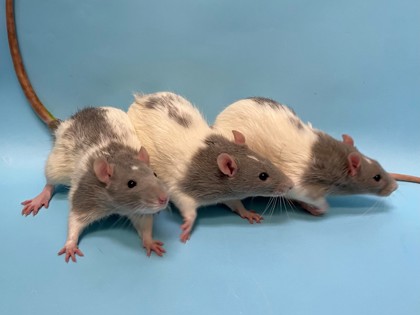 Sorrel, Male Rat, Rat | Animal Humane Society