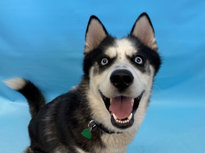 Oreo, Male Alaskan Husky, Mix | Animal Humane Society