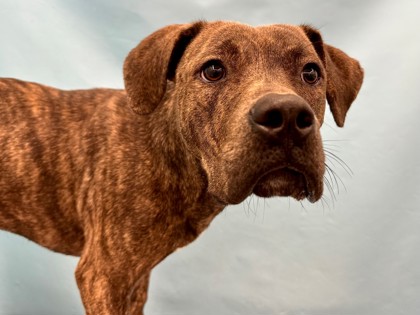 Bubba, Male Bulldog, | Animal Humane Society