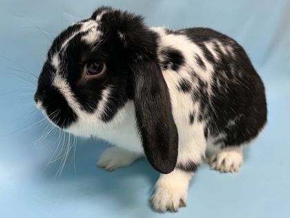 Garth, Male Rabbit, | Animal Humane Society