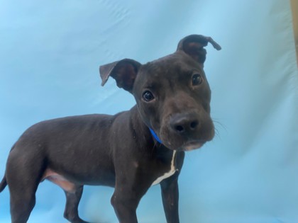 Jericho, Male Retriever, Labrador,Mix | Animal Humane Society