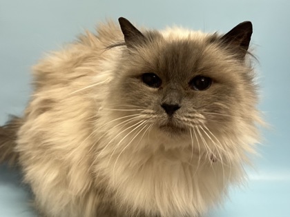 Lily, Female Ragdoll, Mix | Animal Humane Society