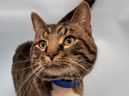 Luda, Male Domestic Shorthair, Mix | Animal Humane Society