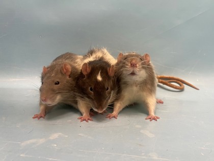 Alfie, Male Rat,Rat | Animal Humane Society