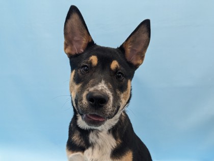 Coco, Female Shepherd,Mix | Animal Humane Society