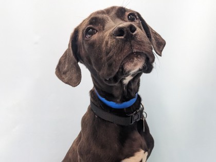 Biloxi, Male Retriever, Labrador,Shepherd | Animal Humane Society
