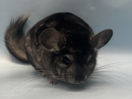 Mac, Male Chinchilla, | Animal Humane Society