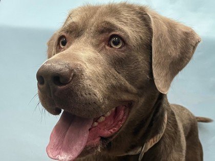 Dasher, Male Retriever, Labrador,Mix | Animal Humane Society