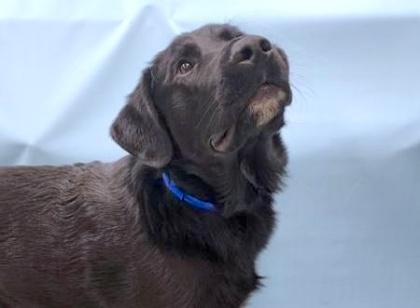 Apollo, Male Great Pyrenees,Rottweiler | Animal Humane Society