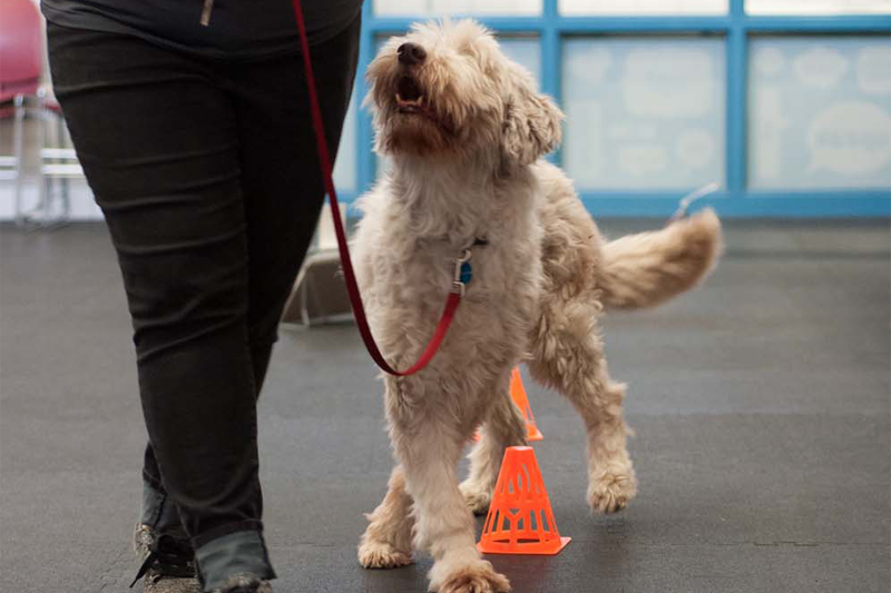 Do you really understand positive reinforcement dog training? | Animal ...