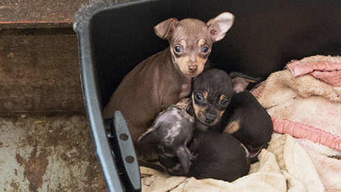 Animal hoarding: What it is, what it isn’t, and how you can help ...