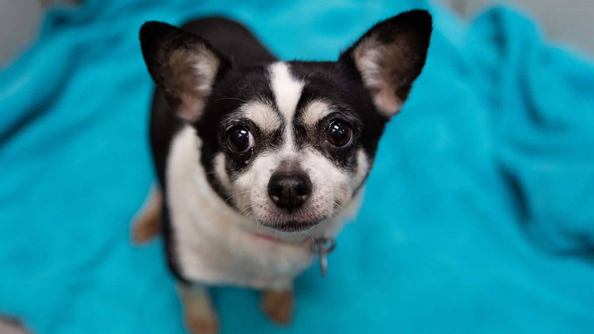 Esperanza's story: The humane side of euthanasia | Animal Humane Society