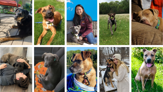 Our 10 most heartwarming dog adoption stories of 2021 (so far) | Animal ...