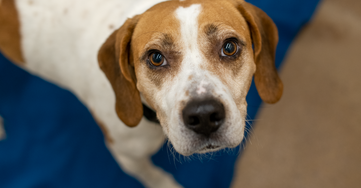 How to help your pet manage arthritis and joint pain | Animal Humane ...