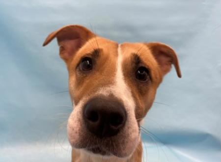 Chipo, Male Terrier,Mix | Animal Humane Society