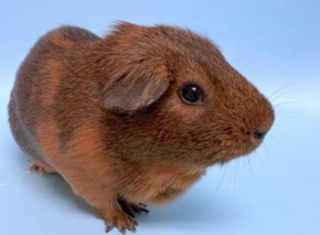 Squeak, Female Guinea Pig, | Animal Humane Society