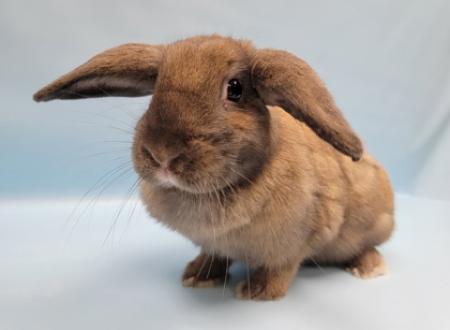 Caramel, Female Holland Lop,Rabbit | Animal Humane Society