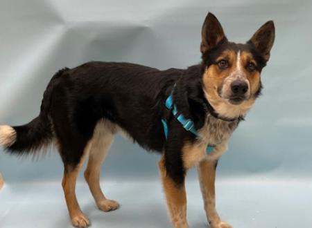 Mr. Roo Roo, Male Australian Cattle Dog,German Shepherd | Animal Humane ...