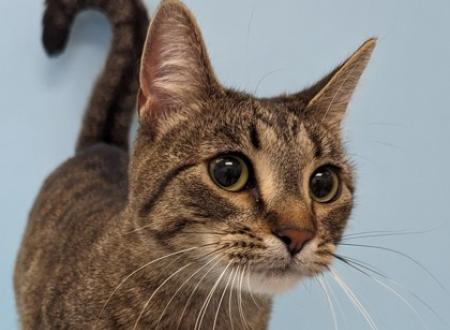 Mariam, Female Domestic Shorthair,Mix | Animal Humane Society