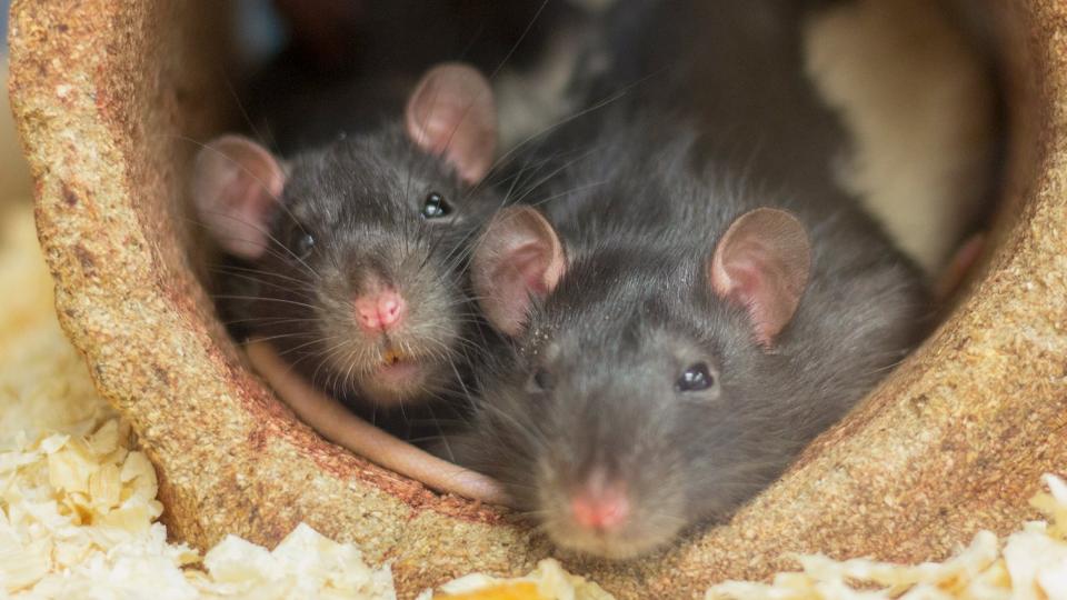 Rat care | Animal Humane Society