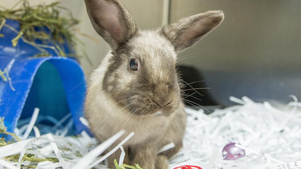 Adopting a pet rabbit: What to expect | Animal Humane Society