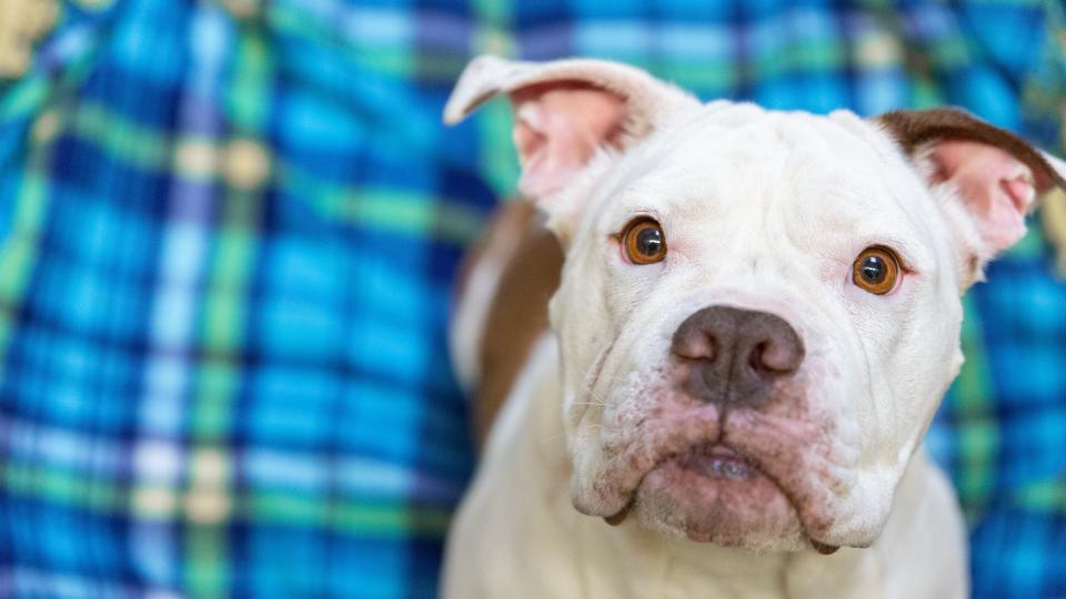 Brachy-whata? What it means to be a Brachycephalic dog | Animal Humane ...