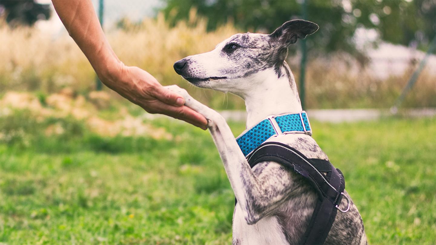 Becoming a dog trainer | Animal Humane Society