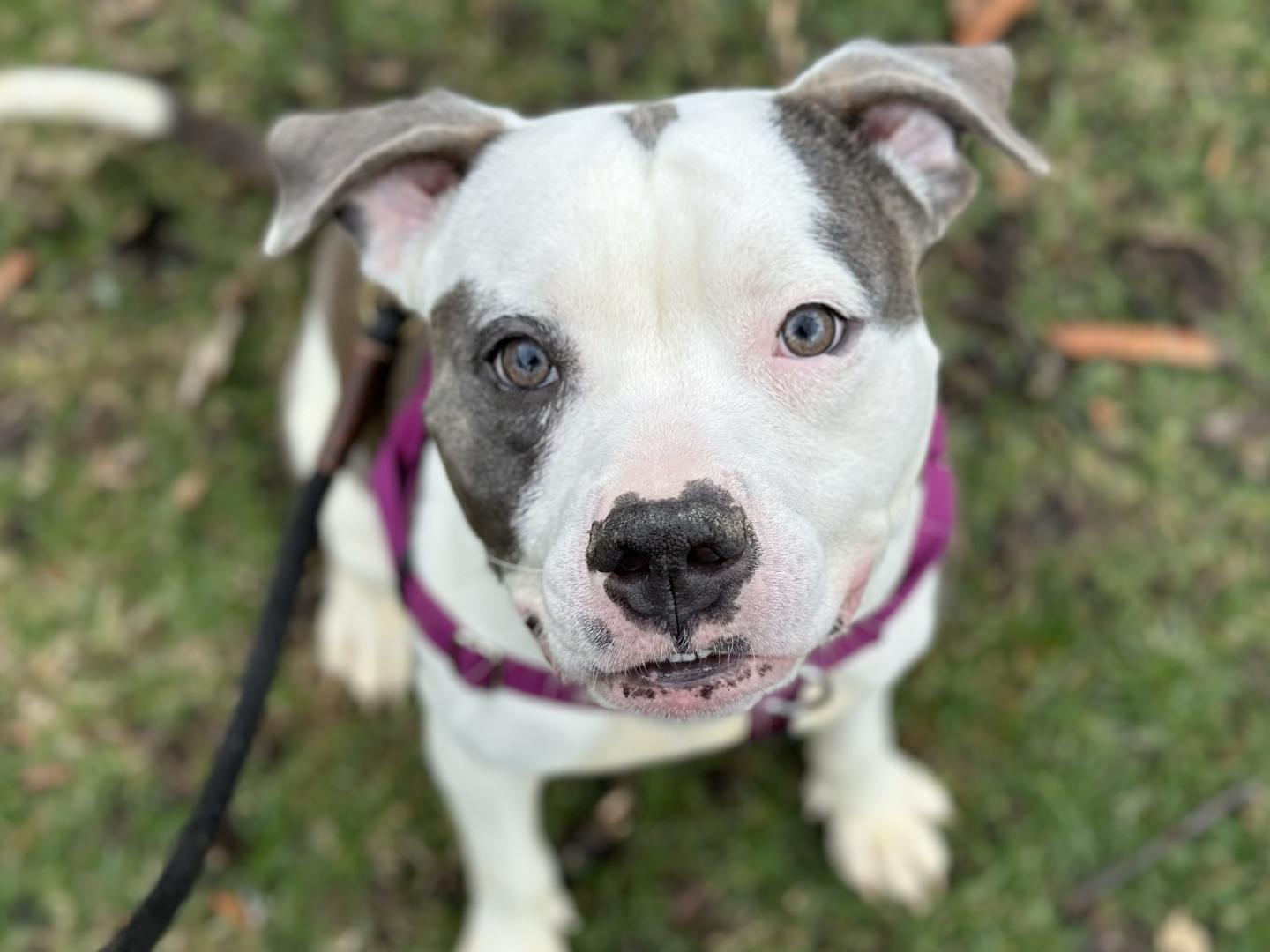 Become a foster volunteer | Animal Humane Society