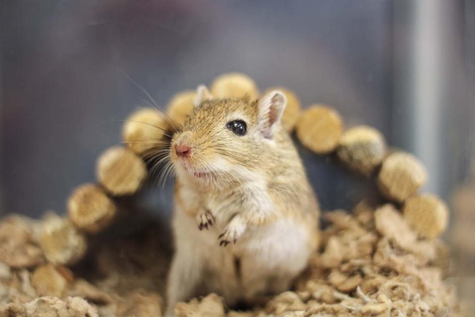 Gerbil care | Animal Humane Society