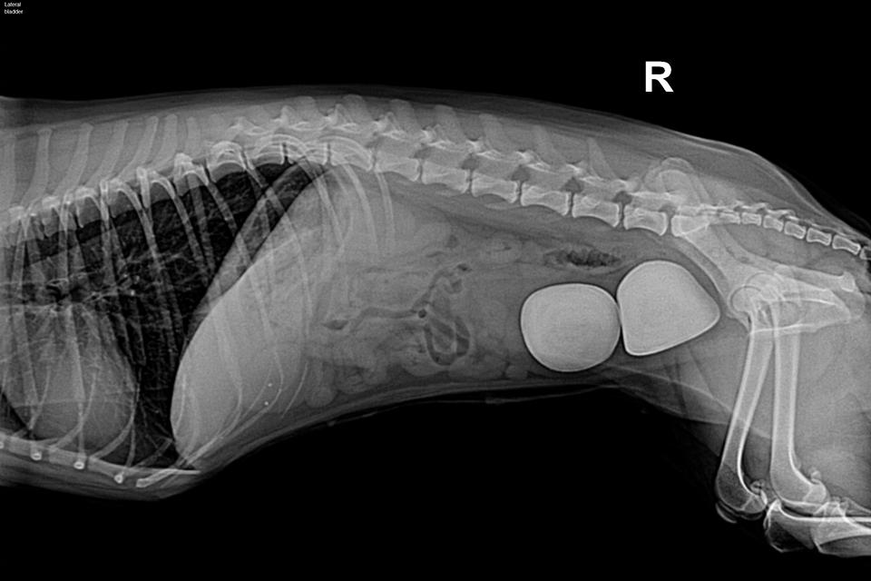 x rays animal