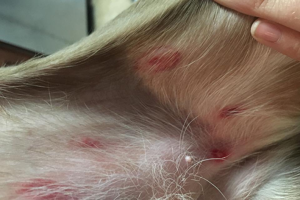 flea bite on dog