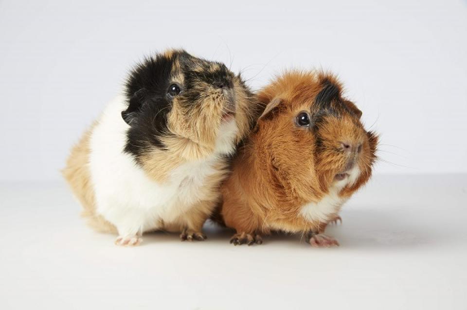 Guinea pig bonding basics | Animal Humane Society