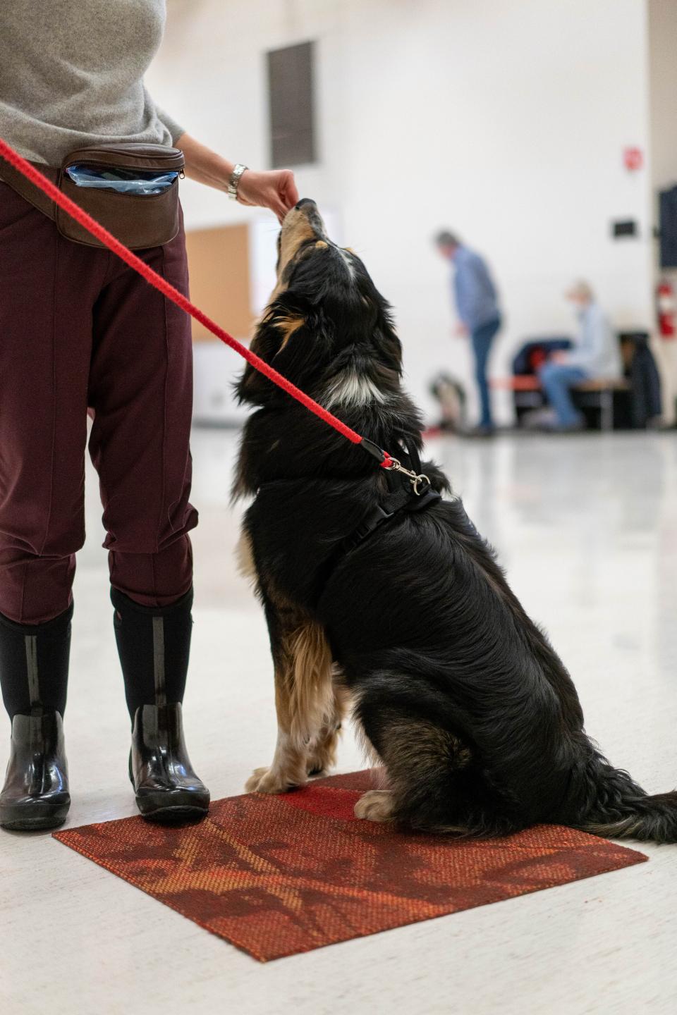 Why dog training is important – for both you and your dog | Animal ...