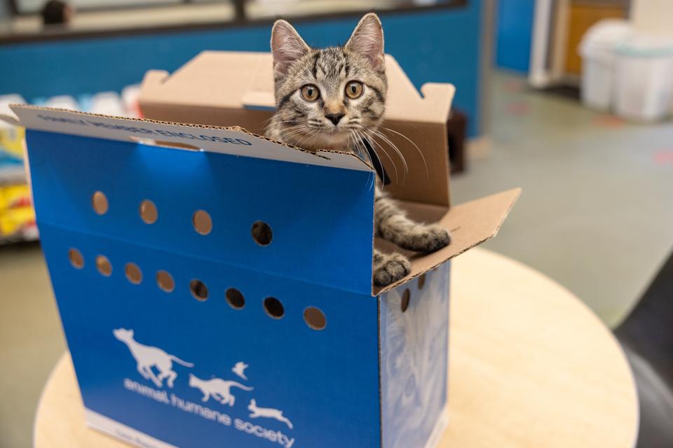 Preparing to adopt | Animal Humane Society