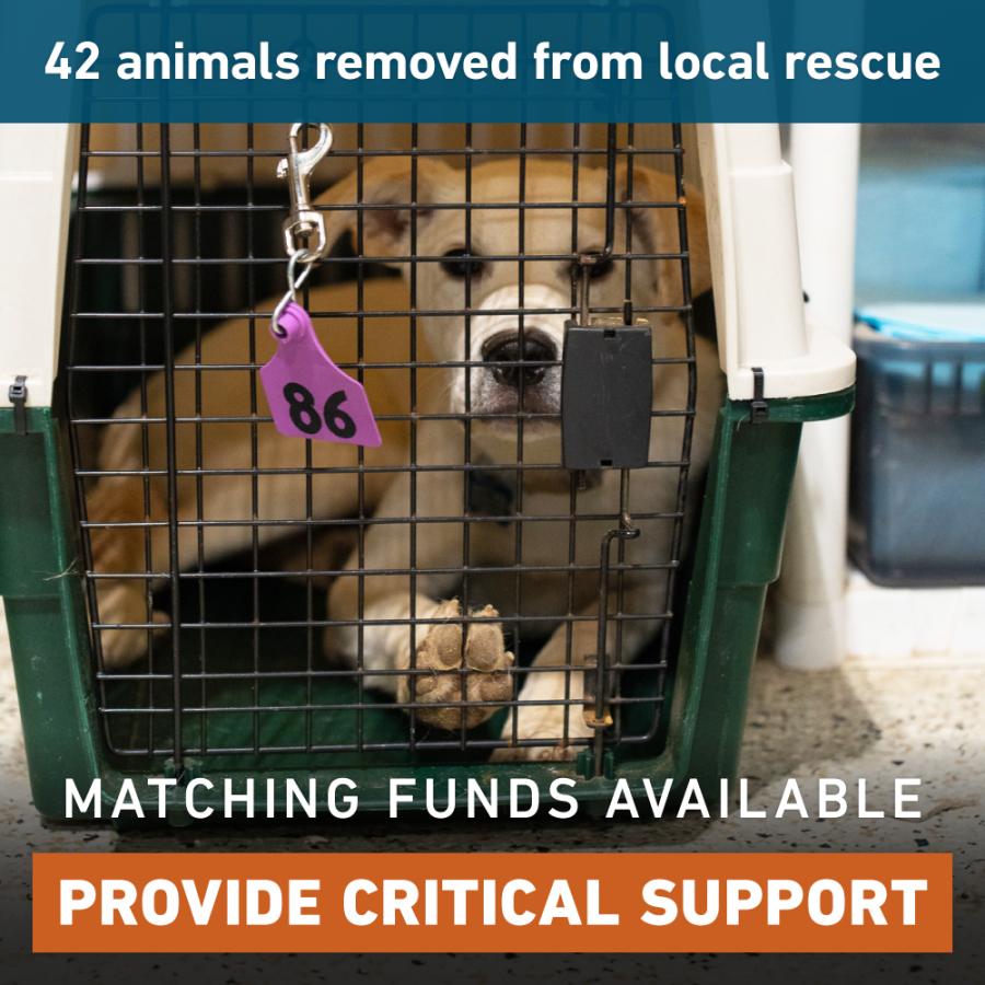 News and stories from AHS | Animal Humane Society